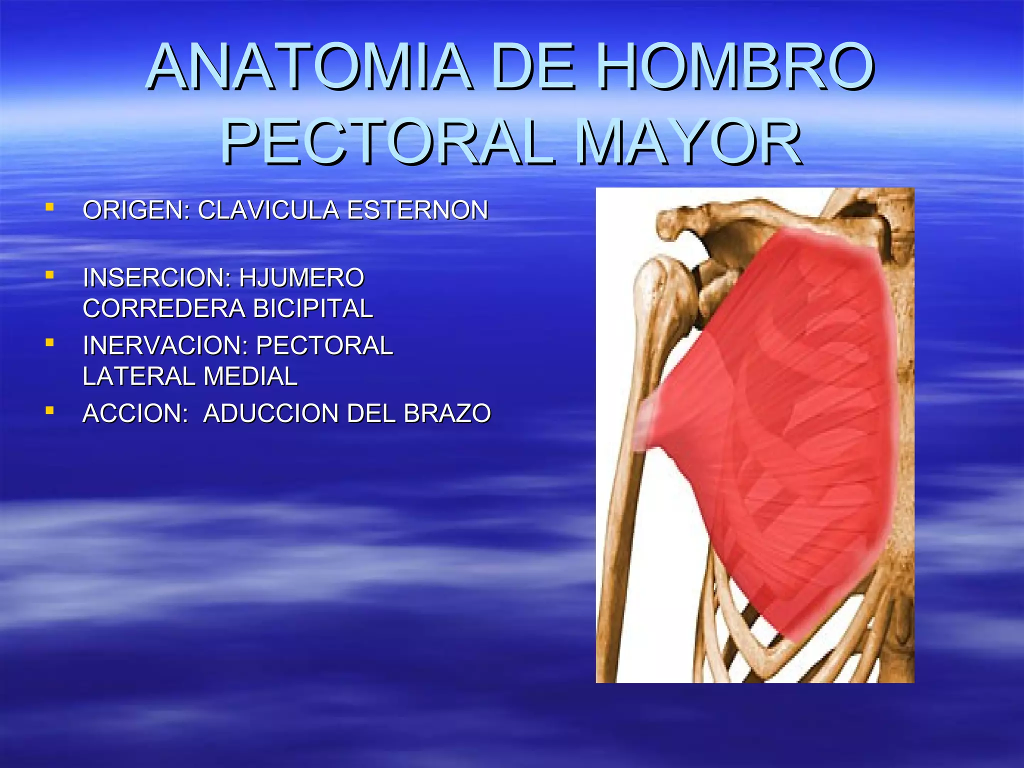 Anatomia de hombro (2) | PPT