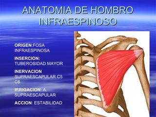 Anatomia de hombro (2) | PPT
