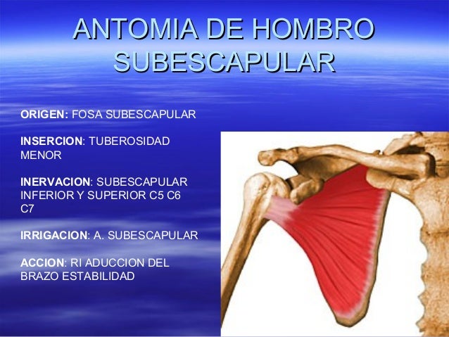 Anatomia de hombro (2)