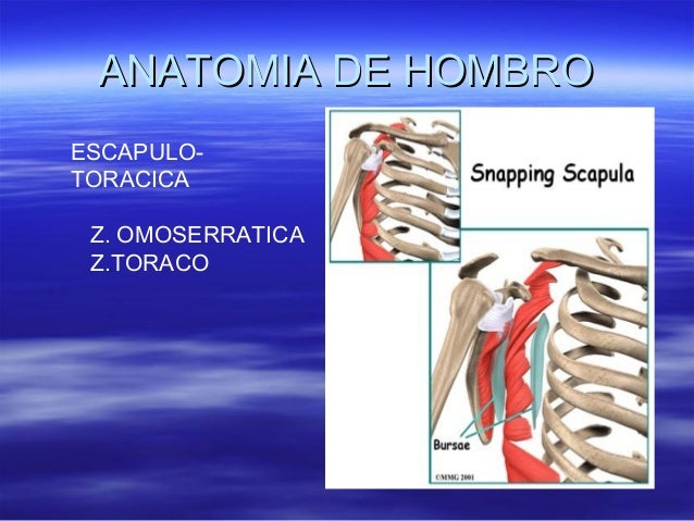 Fisiologia Del Hombro