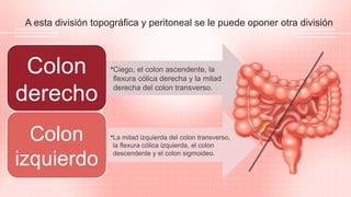ANATOMIA_DE_INTESTINO_DELGADO_Y_GRUESO ari y mariana(2) 2.pptx