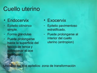 Anatomia del genital femenino | PPT