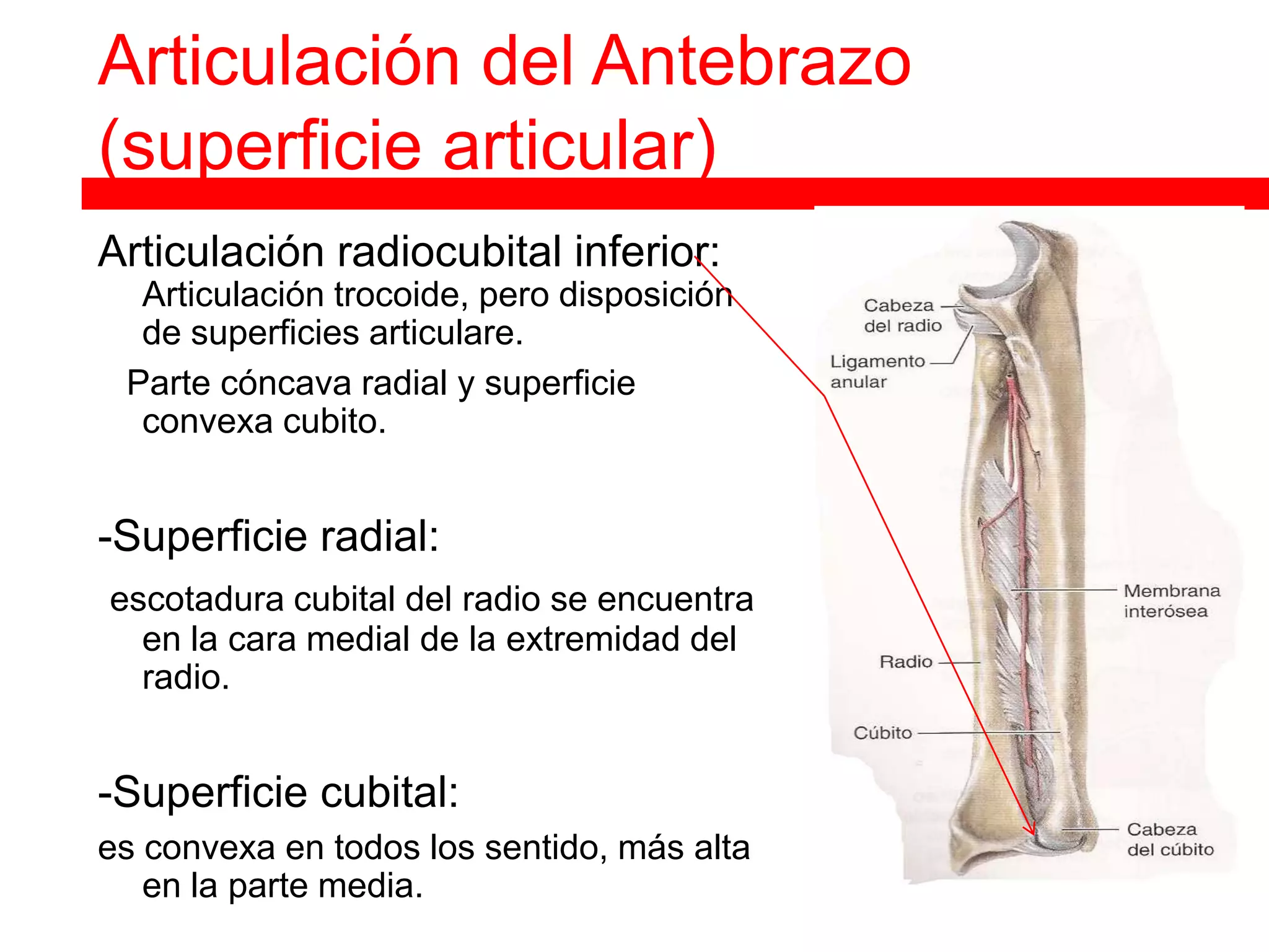 Anatomia de la articulación del codo | PPTX