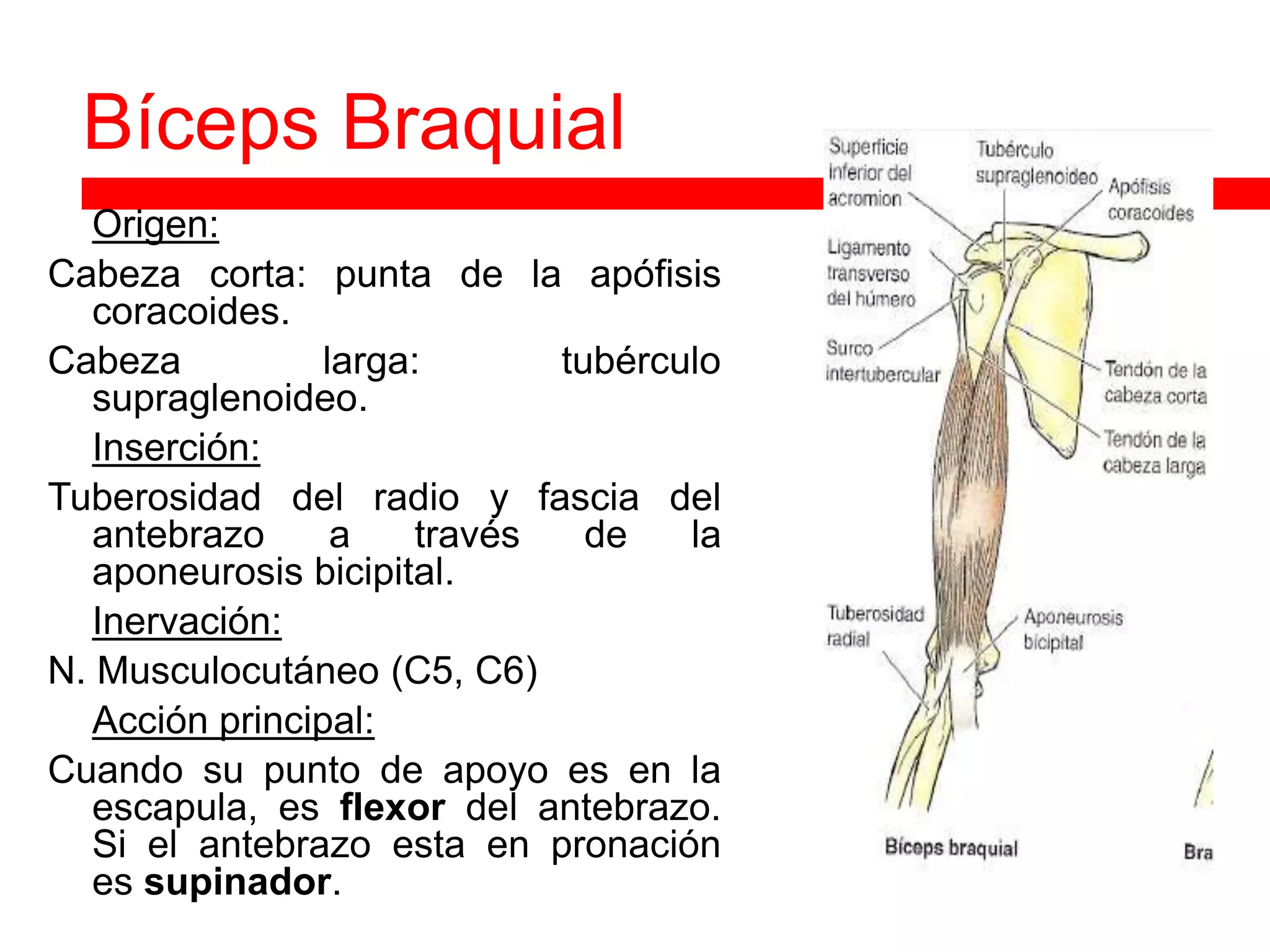 Anatomia de la articulación del codo | PPTX