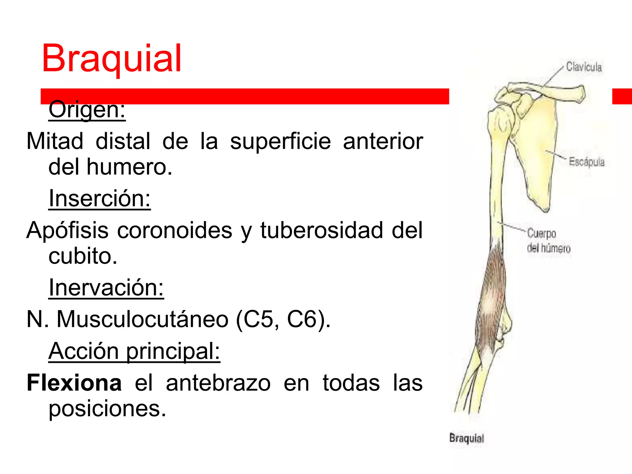 Anatomia de la articulación del codo | PPTX
