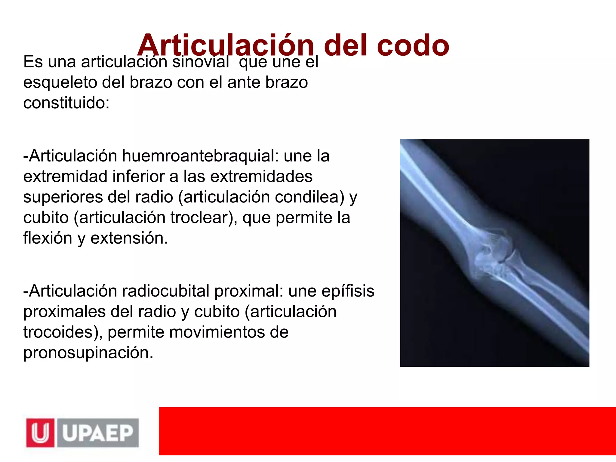 Anatomia de la articulación del codo | PPTX