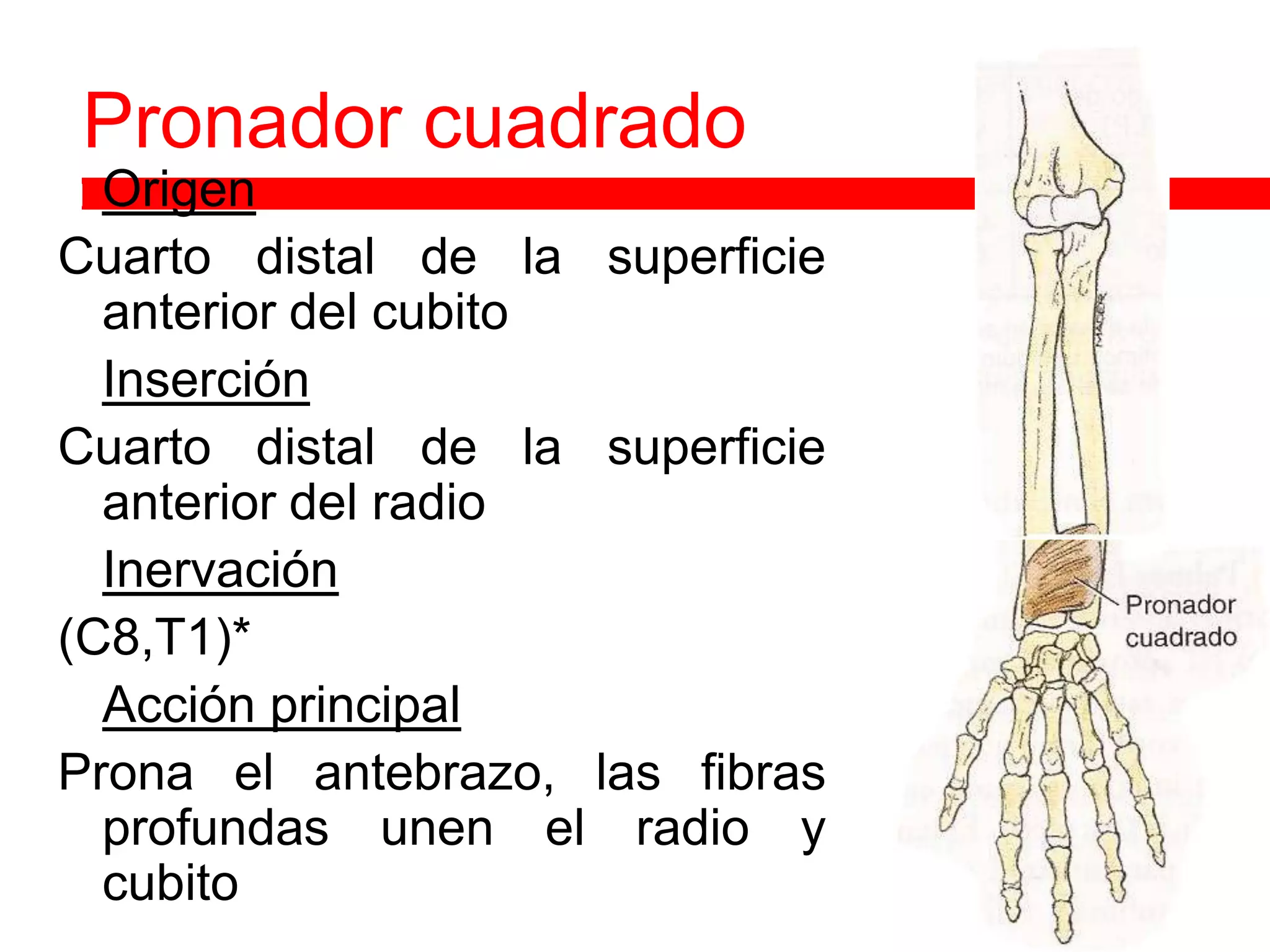 Anatomia de la articulación del codo | PPTX