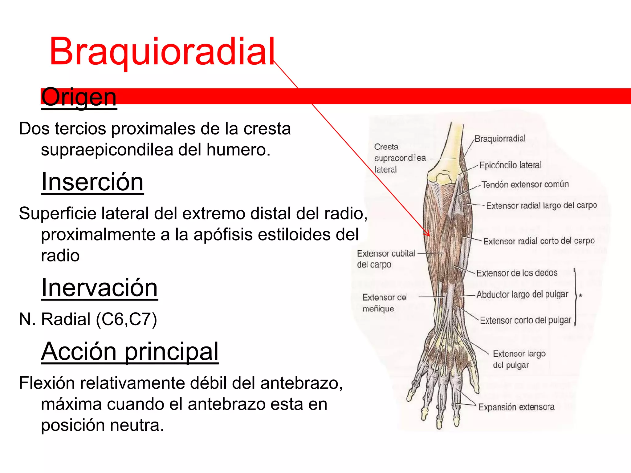 Anatomia de la articulación del codo | PPTX