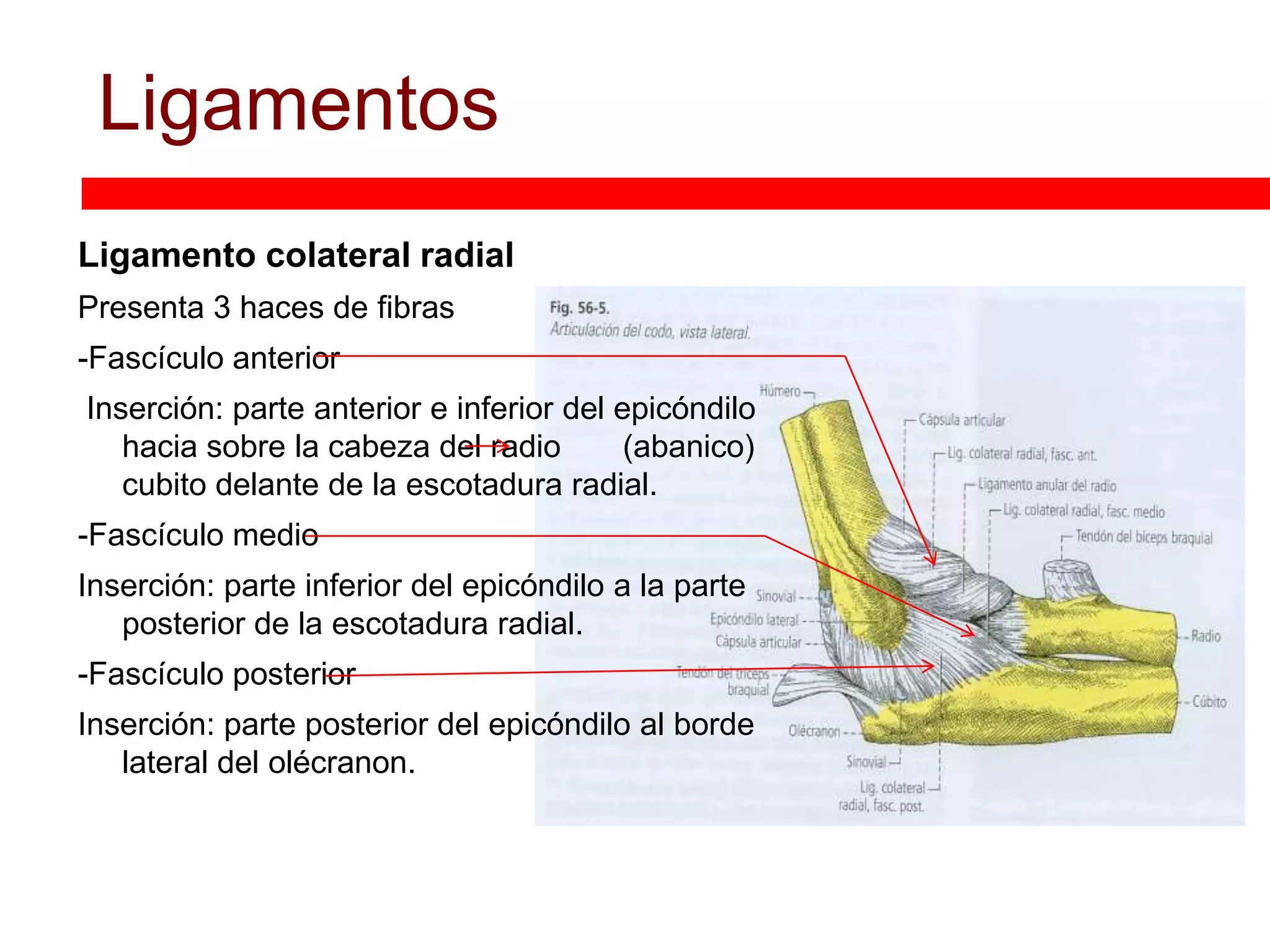 Anatomia de la articulación del codo | PPTX