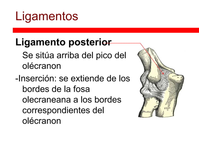 Anatomia de la articulación del codo | PPTX