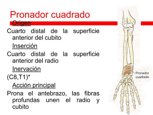Articulacin Del Codo Wikipedia La Enciclopedia Libre