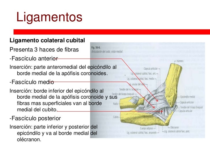 Articulacin Del Codo Wikipedia La Enciclopedia Libre