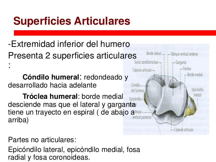Articulacin Del Codo Wikipedia La Enciclopedia Libre