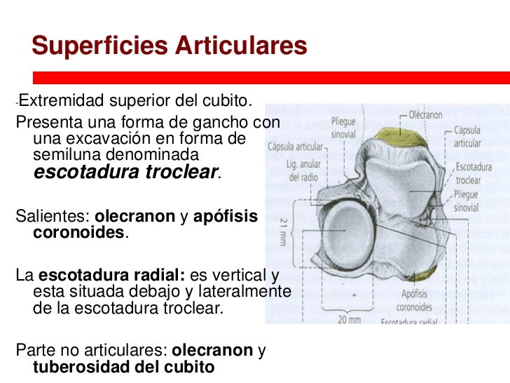 Articulacin Del Codo Wikipedia La Enciclopedia Libre