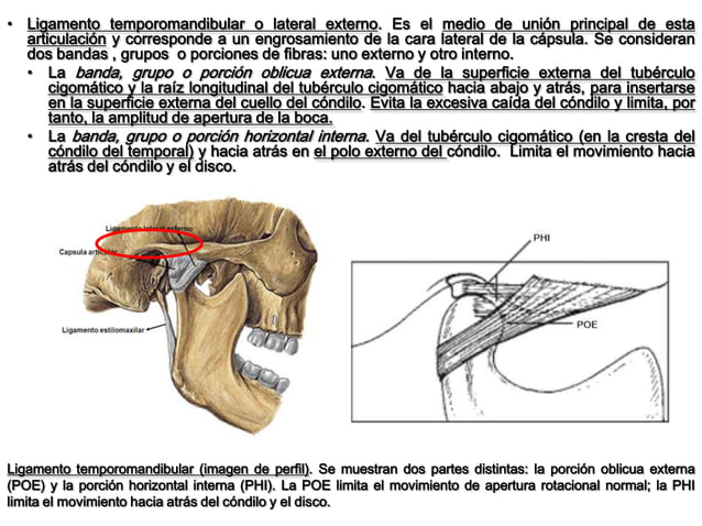 ANATOMIA DE LA ARTICULACION TEMPOROMANDIBULAR | PPTX | Bone and Joint ...
