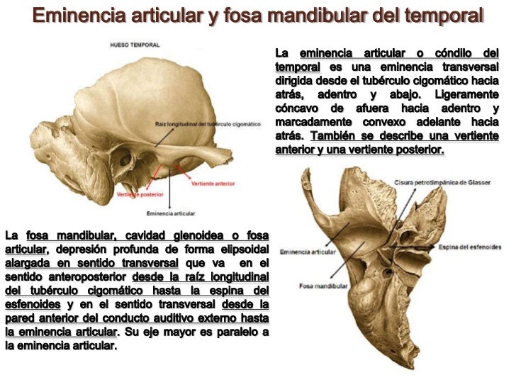 ANATOMIA DE LA ARTICULACION TEMPOROMANDIBULAR