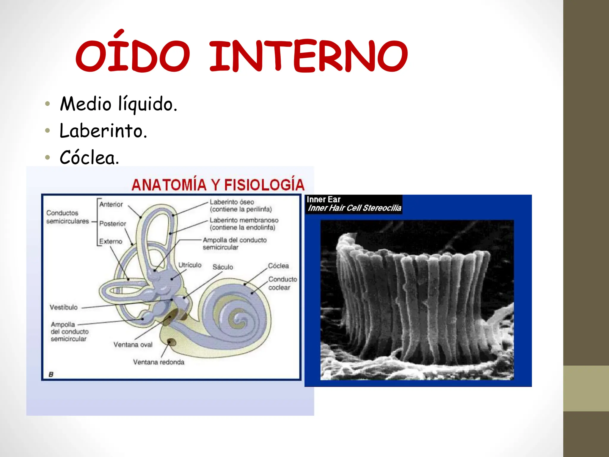 Anatomia de la audicion y características | PPT