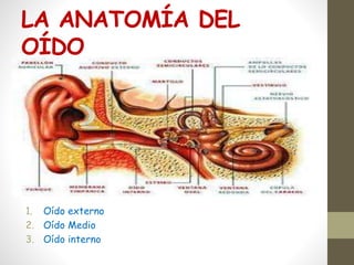 Anatomia de la audicion y características | PPTX