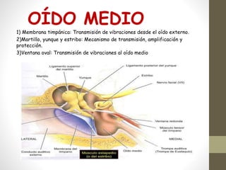 Anatomia de la audicion y características | PPTX