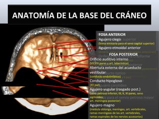 Anatomia de la base del craneo | PPT