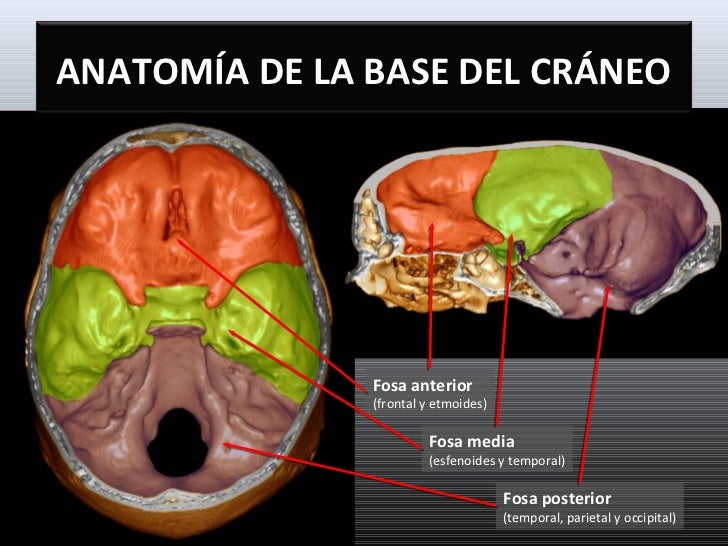 Anatomia de la base del craneo