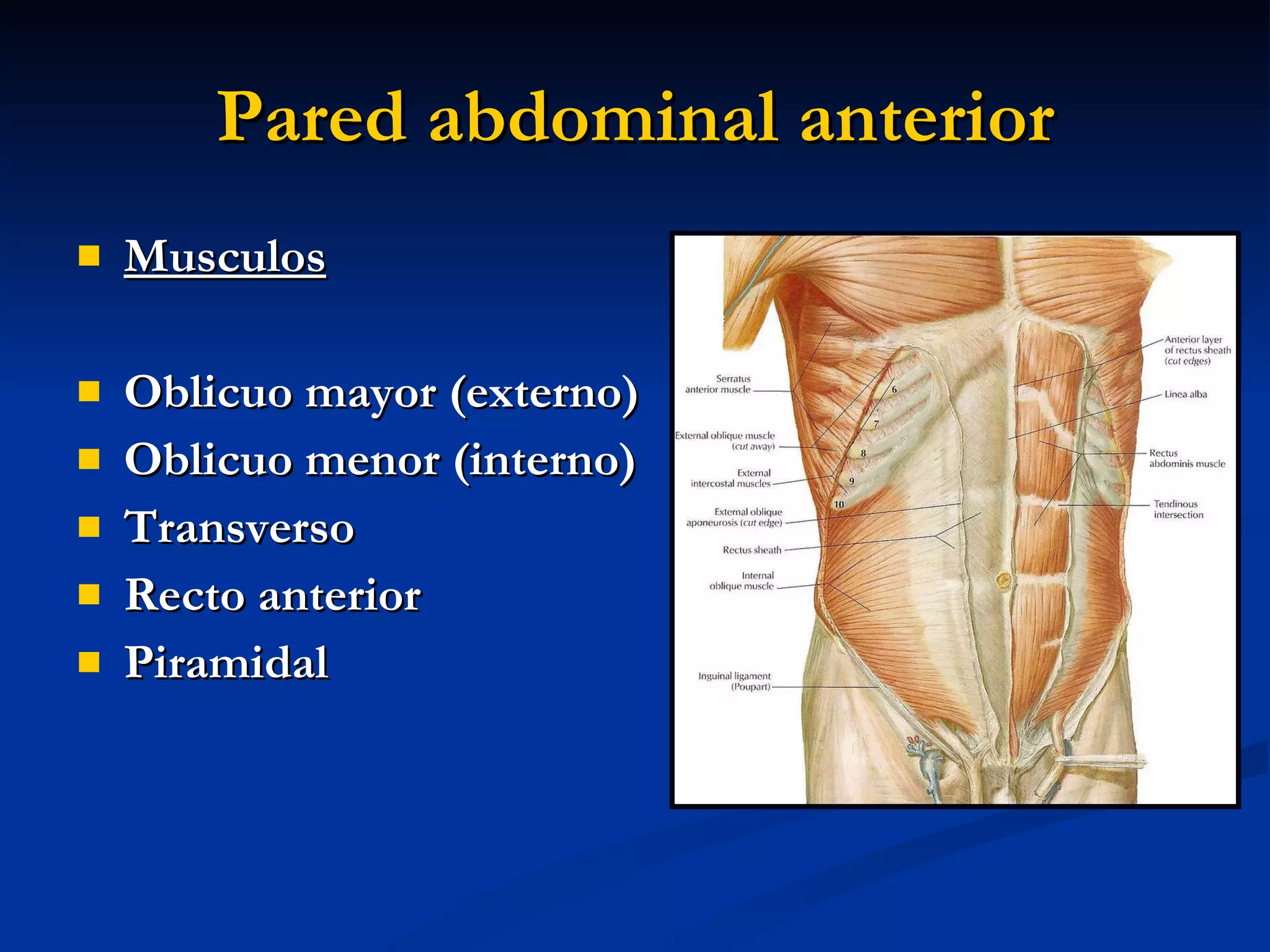 Anatomia del abdomen | PPT | Surgery | Medical Health