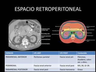 ANATOMÍA DEL ABDOMEN EN TC | PPTX