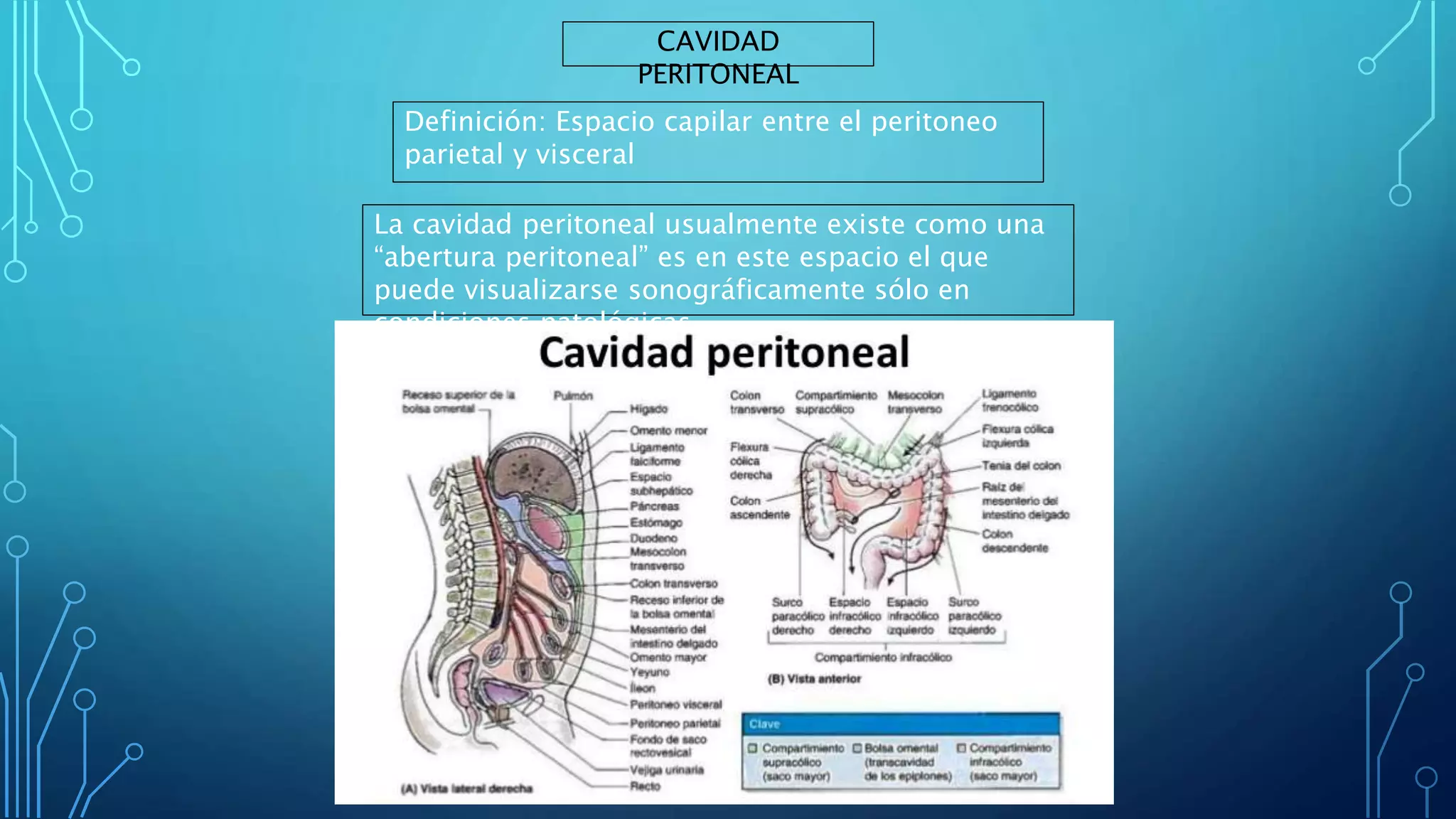 Abdomen Anatomia del Peritoneo y cavidad Peritoneal | PPTX | Surgery ...