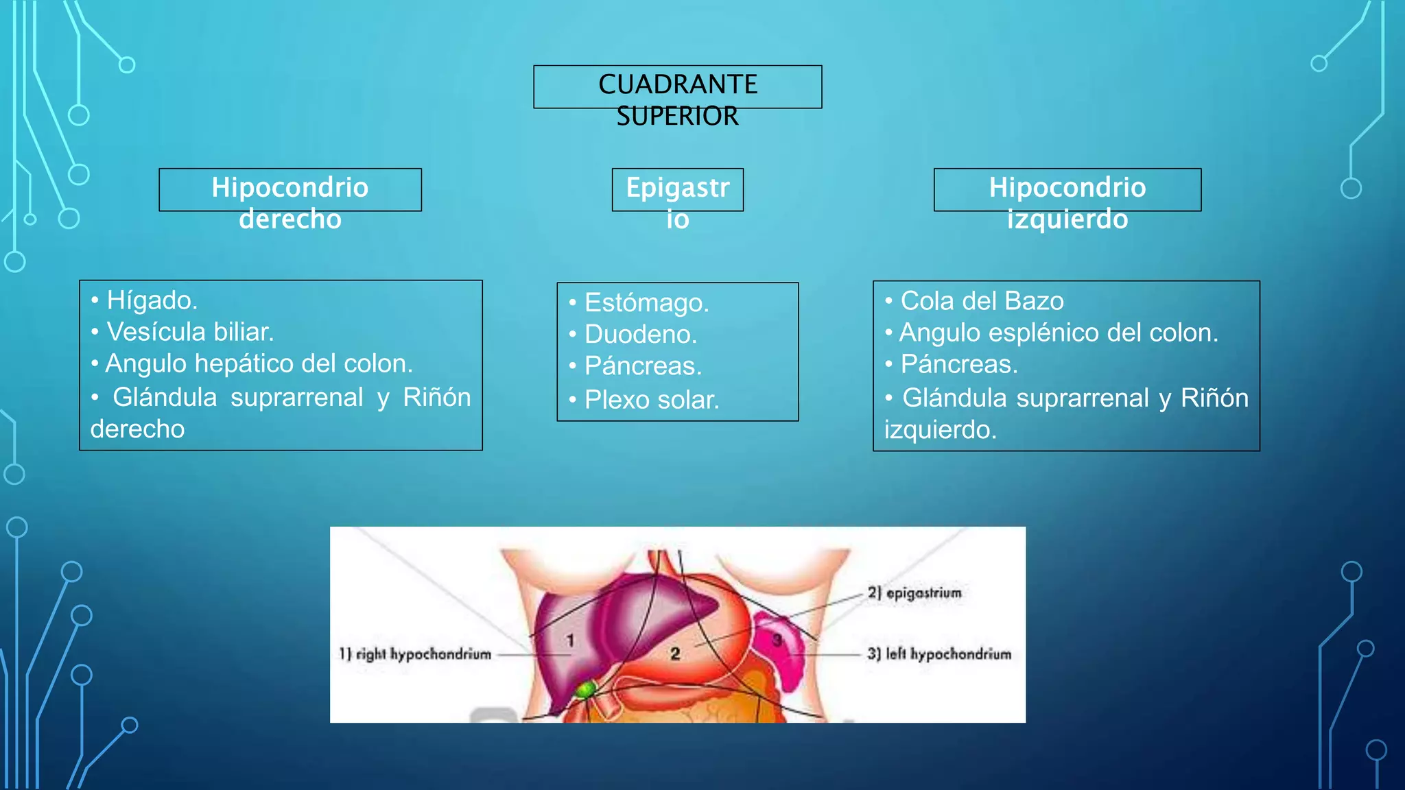 Abdomen Anatomia del Peritoneo y cavidad Peritoneal | PPT