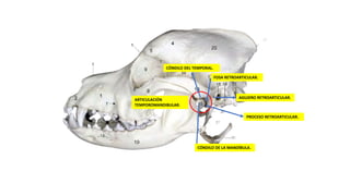 ANATOMIA DE LA CABEZA Y EL CUELLO.pptx