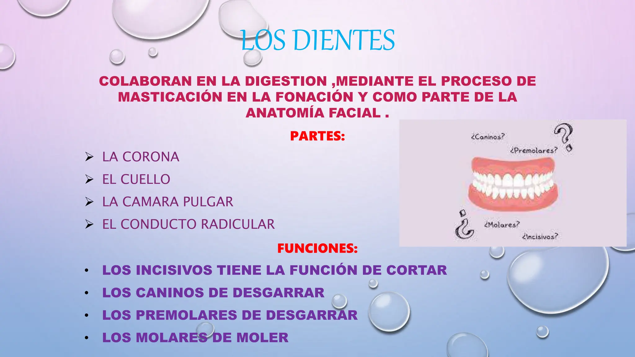 ANATOMIA DE LA CAVIDAD ORAL.pptx