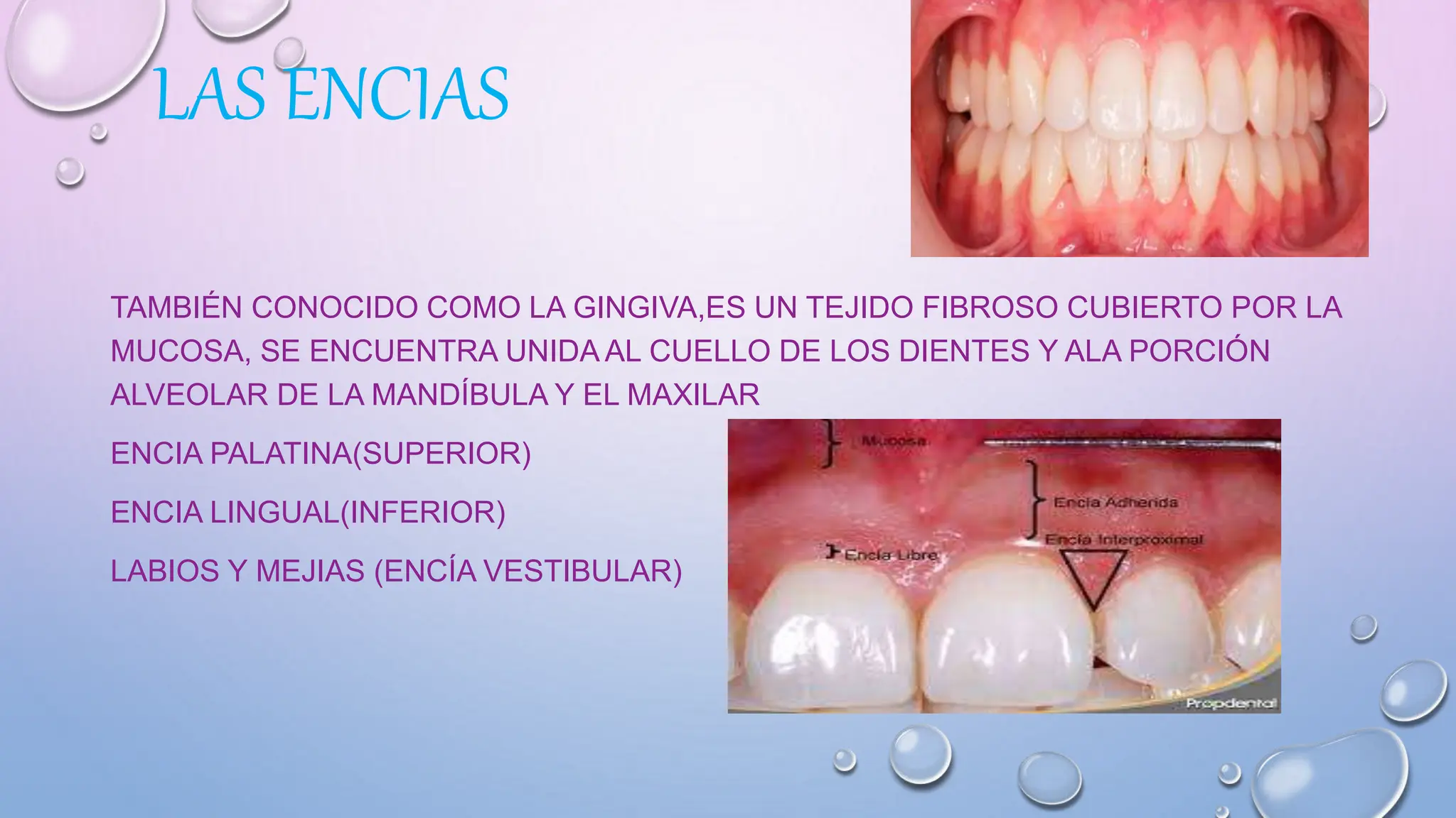 ANATOMIA DE LA CAVIDAD ORAL.pptx
