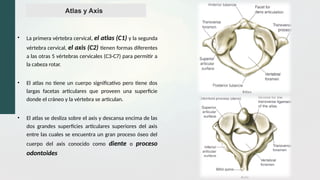 Anatomia de la columna xxxxxxxxxxxxxx.pptx