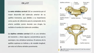 Anatomia de la columna xxxxxxxxxxxxxx.pptx