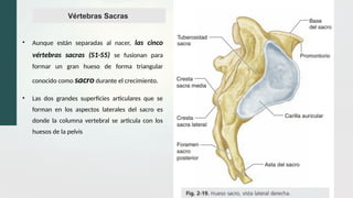 Anatomia de la columna xxxxxxxxxxxxxx.pptx