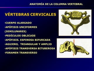 ANATOMIA_DE_LA_COLUMNA_VERTEBRAL.pdf