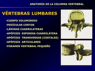 ANATOMIA_DE_LA_COLUMNA_VERTEBRAL.pdf