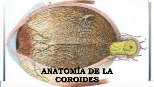 Anatomia