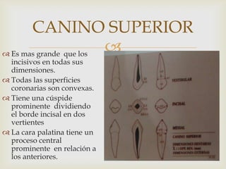 Anatomia de la denticion temporal | PPTX
