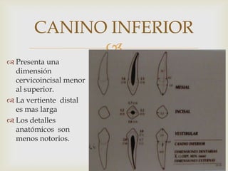 Anatomia de la denticion temporal | PPTX