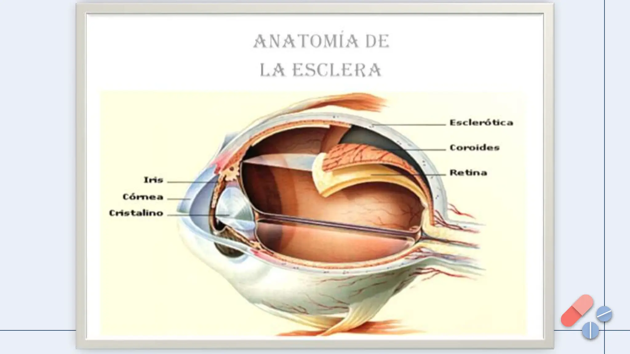 Anatomía de la Esclera y clasificación. | PPTX