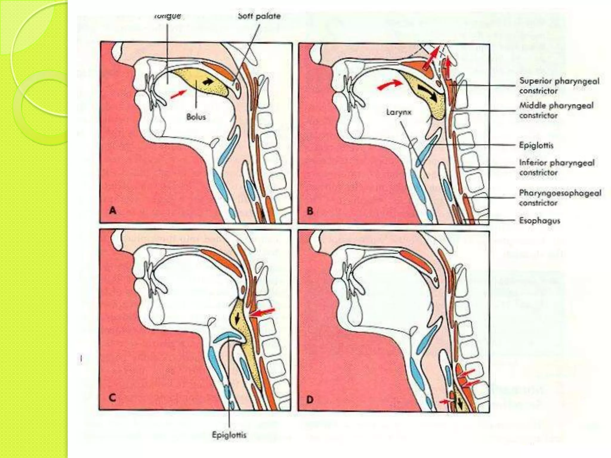 Anatomia de la faringe | PPTX