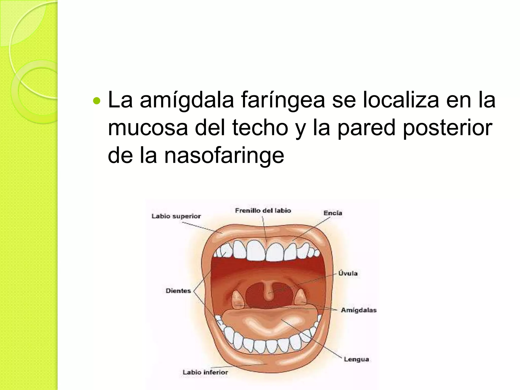 Anatomia de la faringe | PPT