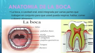 ANATOMIA DE LA LA BOCA, PARA TU MATERIL DE APOYO | PPTX