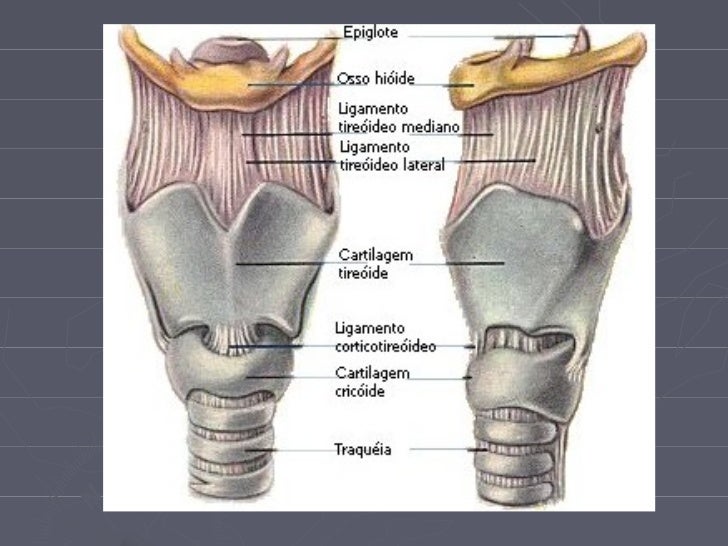 Anatomia de la laringe
