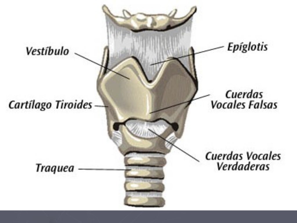Anatomia de la laringe