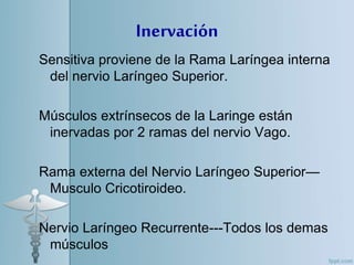 Anatomia de la laringe | PPT