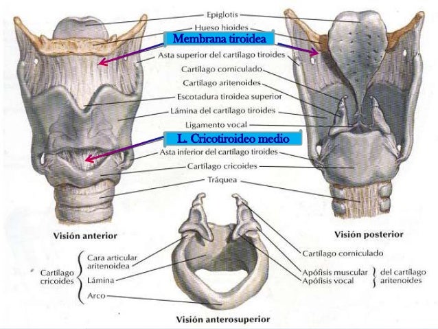 Diagrama Dos Musculos Extrinsecos Da Laringe Anatomiafacial: MUSCULOS