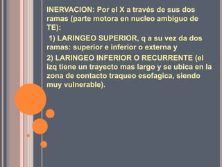 Anatomia de la laringe.pptx