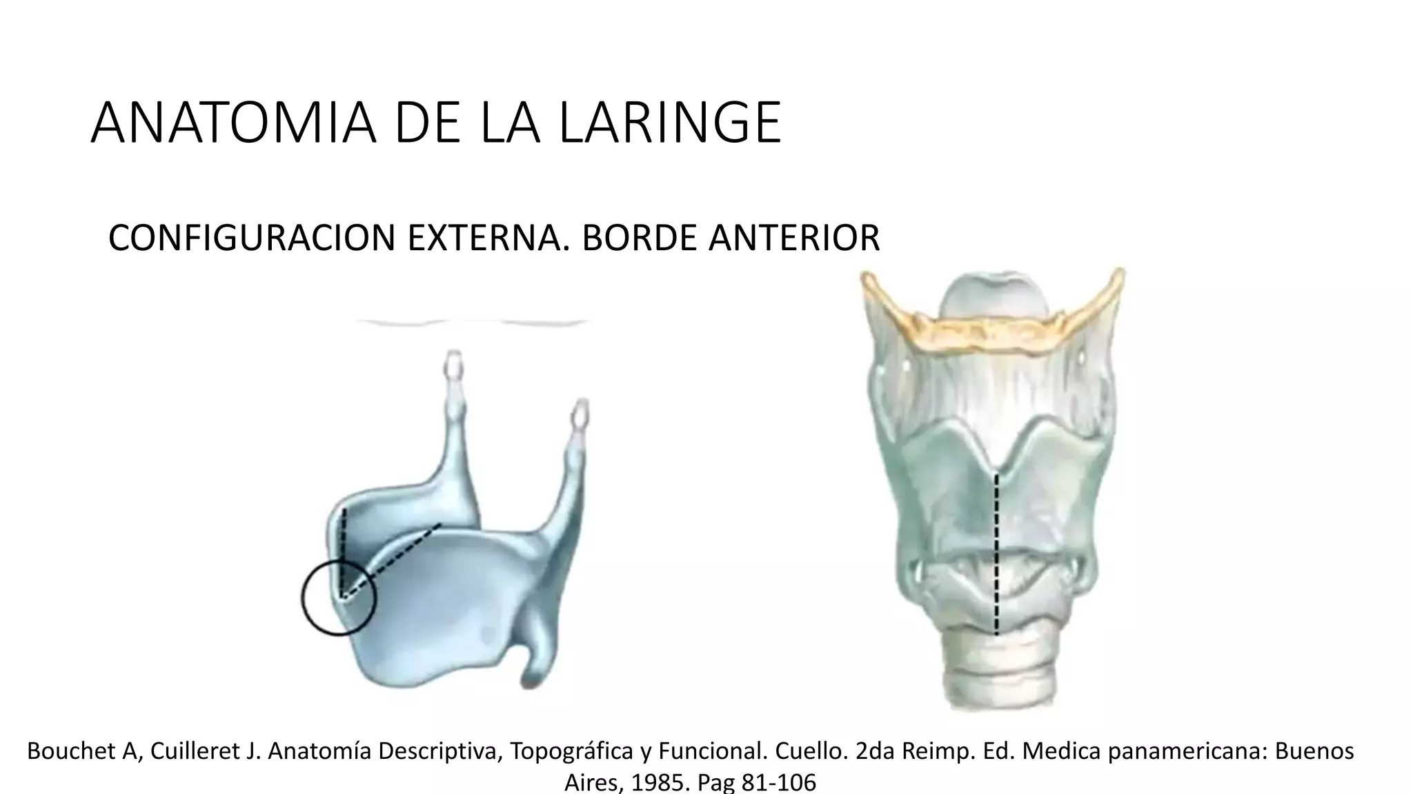 ANATOMIA DE LA LARINGE 2.pptx